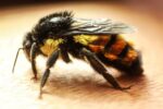 ABEJA MELIPONA MEXICANA: Símbolo SAGRADO y ÚNICO
