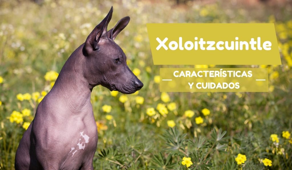 Perro Mexicano: DESCUBRE RAZA y CUIDADOS ESENCIALES