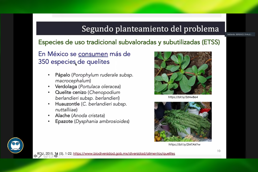 Quelite: BENEFICIOS y CÓMO CULTIVARLO FÁCILmente
